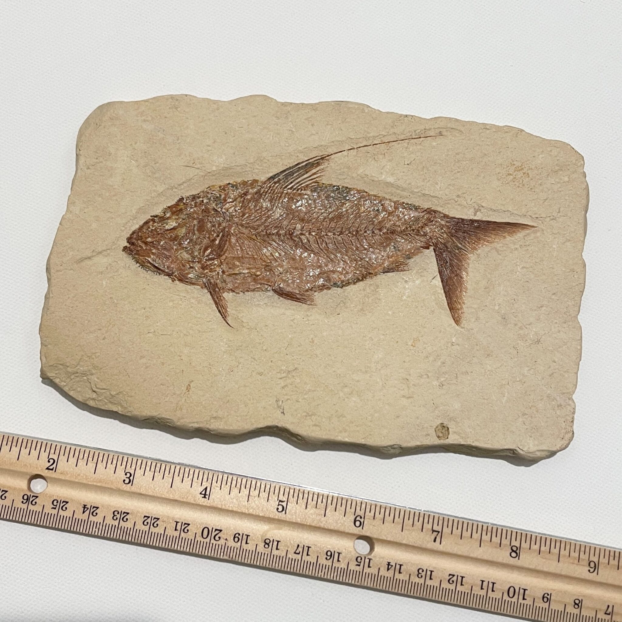 Geoclassics | Fossil Fish ~ Nematonotus longispinus ~ Lebanon