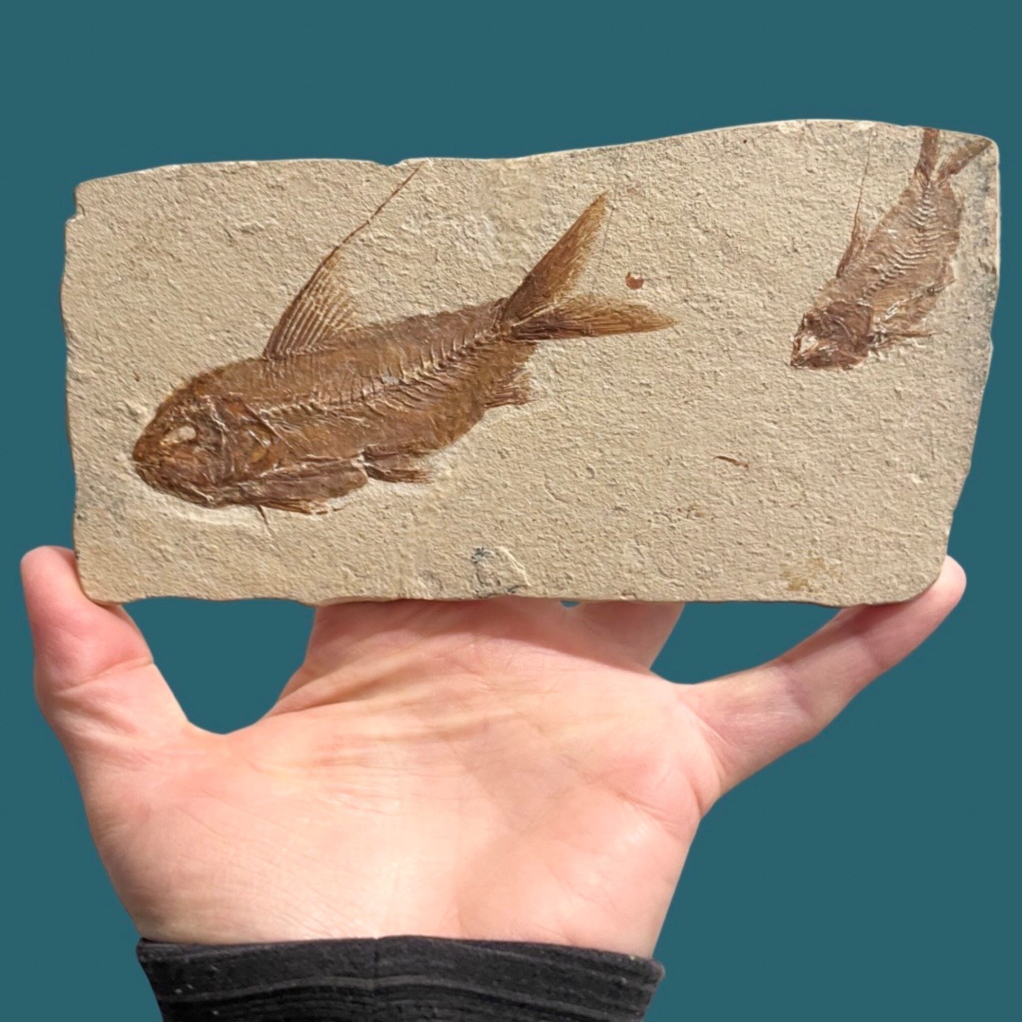 Geoclassics | Fossil Fish ~ Nematonotus longispinus ~ Lebanon