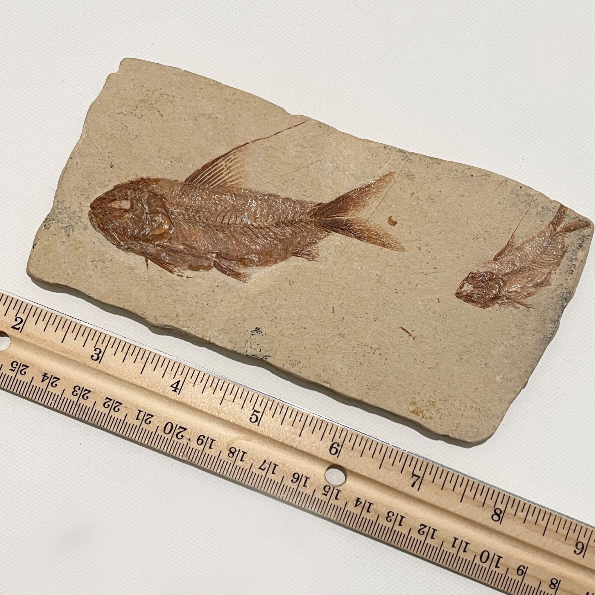 Geoclassics | Fossil Fish ~ Nematonotus longispinus ~ Lebanon