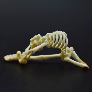 Geoclassics | Fossil Ivory King Pigeon Pose Yoga Skeleton
