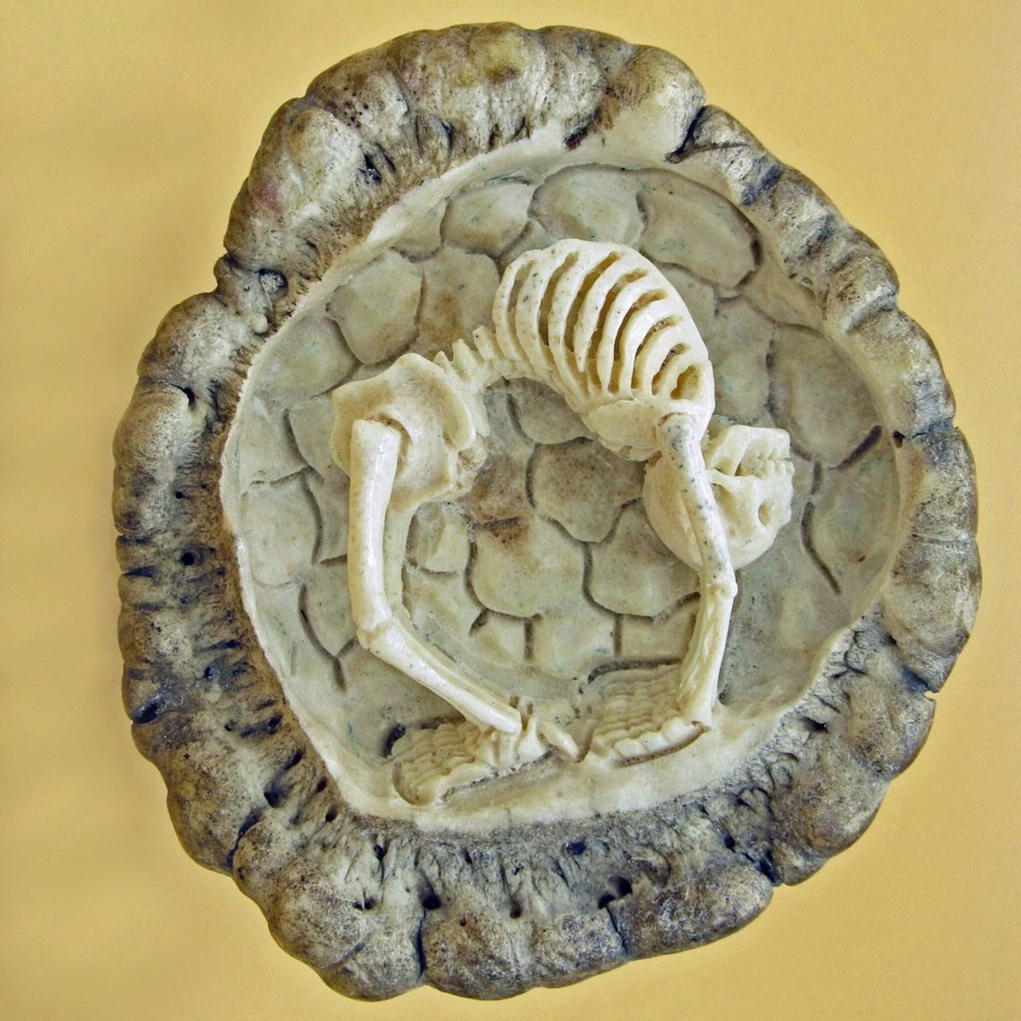 Geoclassics | Moose Antler Backbend Skeleton