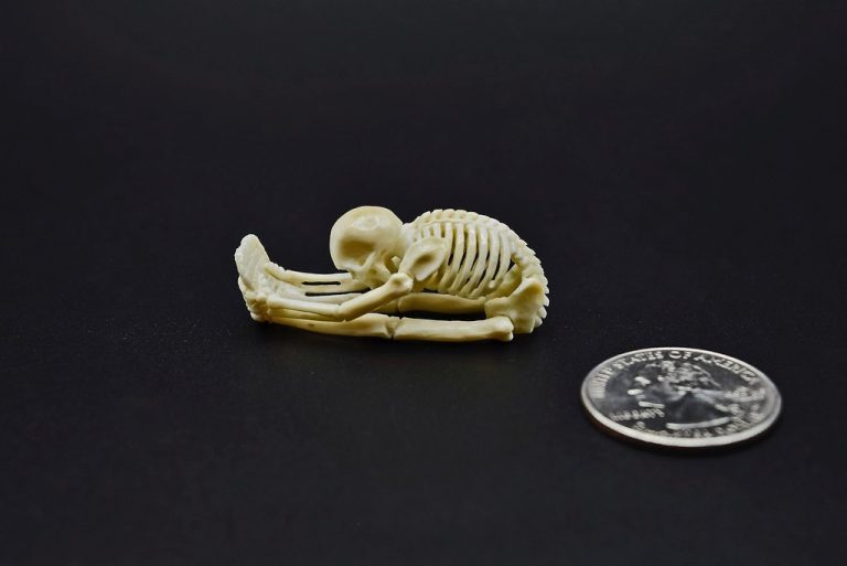 Geoclassics | Fossil Ivory Seated Forward Bend Yoga Skeleton