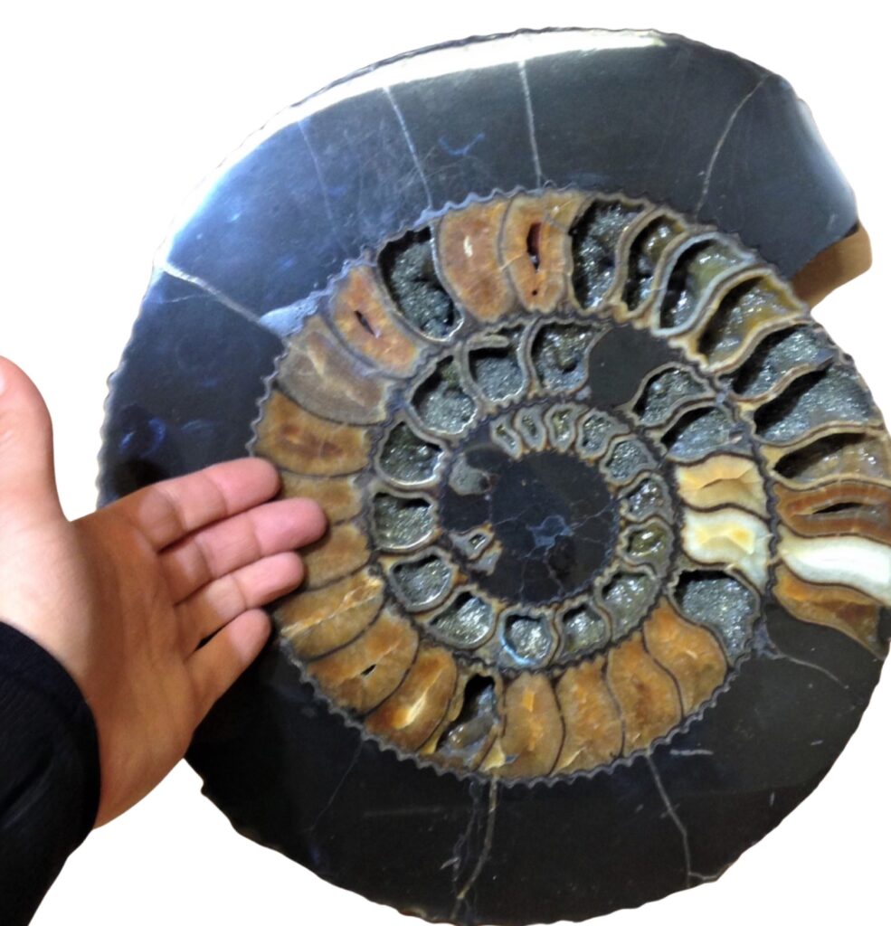 Geoclassics | 11.75″ Fossil Ammonite ~ Speetoniceras Split Pair ~ Russia