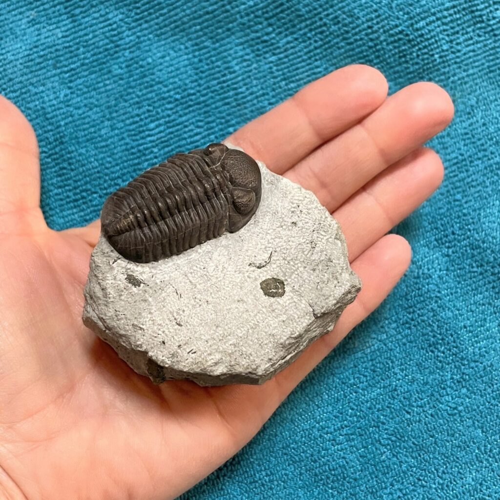 Geoclassics | Category: Trilobites